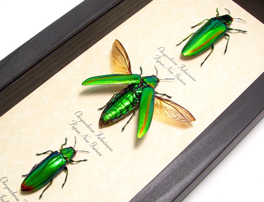 3 Metallic Green Jewel Beetle Collection-display | Butterfly-Displays ...
