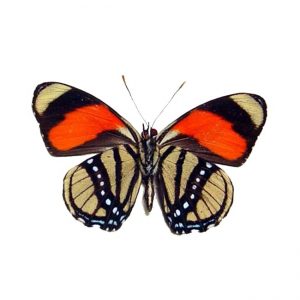 Callicore-cajetani | Butterfly-Displays Framed Butterfly & Insect Displays