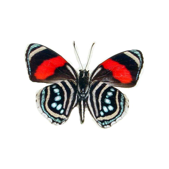 Callicore-hesperis-verso | Butterfly-Displays Framed Butterfly & Insect ...