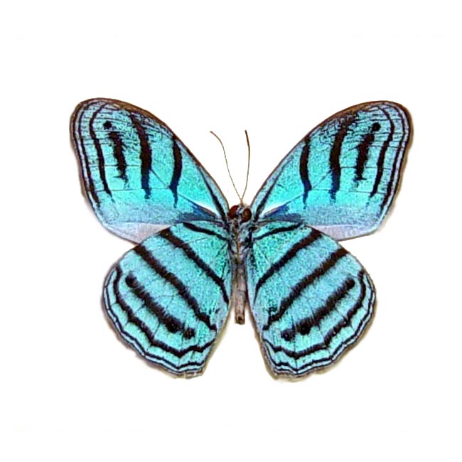 cepheuptychia-cephus-verso | Butterfly-Displays Framed Butterfly ...