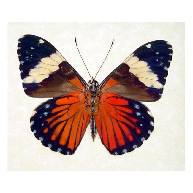Hamadryas amphinome Red Cracker Butterfly | Butterfly-Displays Framed ...