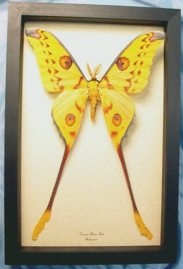 Madagascar Moon Moth – Framed | Butterfly-Displays Framed Butterfly ...
