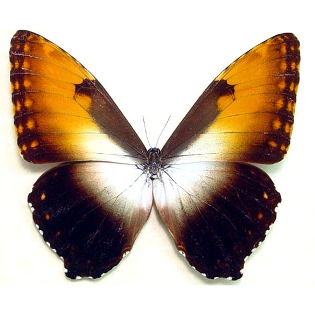 Morpho Hecuba obidona | Butterfly-Displays Framed Butterfly & Insect ...