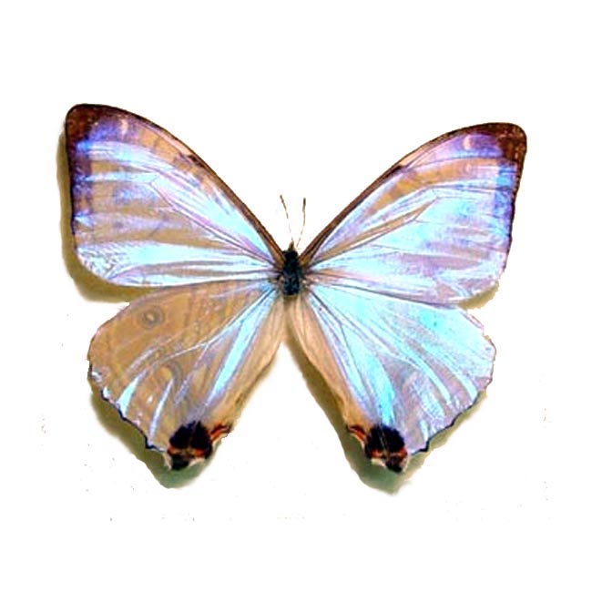 Morpho-sulkowski | Butterfly-Displays Framed Butterfly & Insect Displays