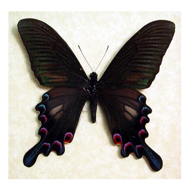 Papilio Syfanius White Form Swallowtail | Butterfly-Displays Framed ...