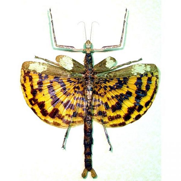 Phasma-gigas | Butterfly-Displays Framed Butterfly & Insect Displays