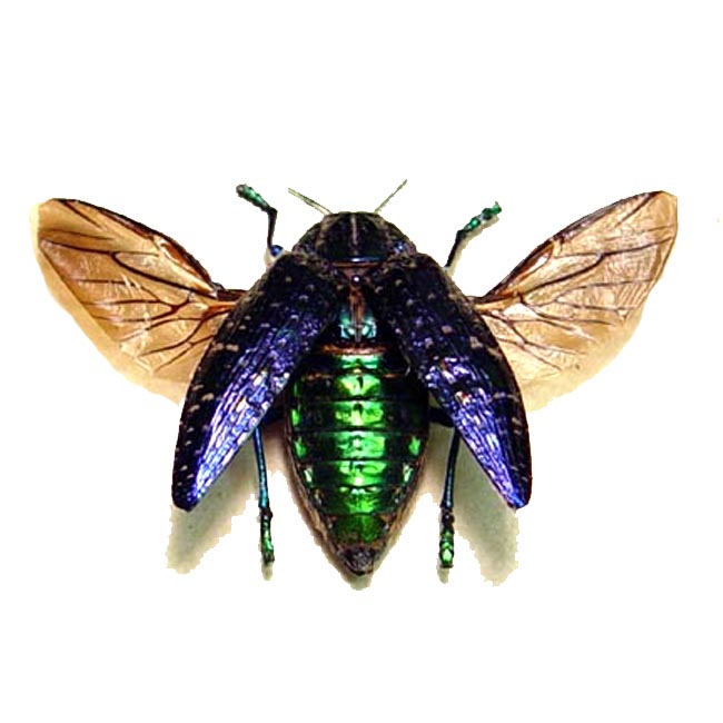 Polybothris-sumptuosa-gemma | Butterfly-Displays Framed Butterfly ...