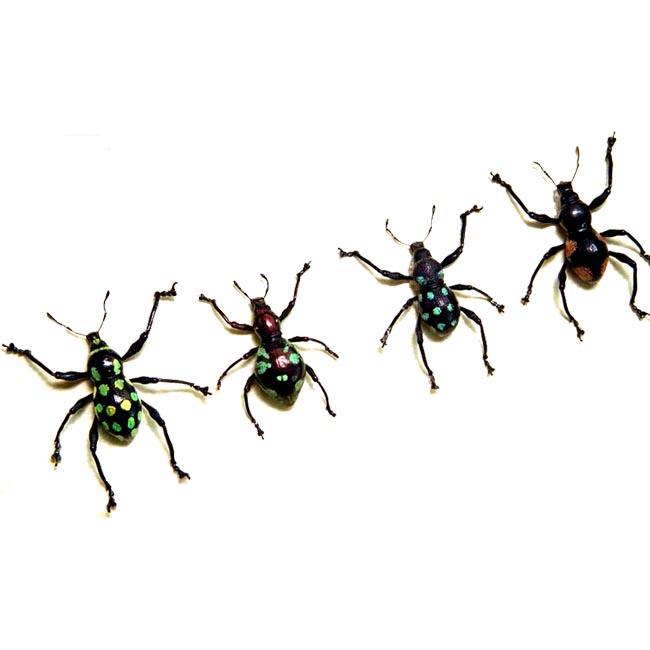 Spotted weevils | Butterfly-Displays Framed Butterfly & Insect Displays