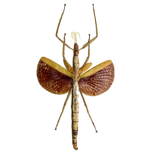 Walking-Stick-Insect | Butterfly-Displays Framed Butterfly & Insect ...