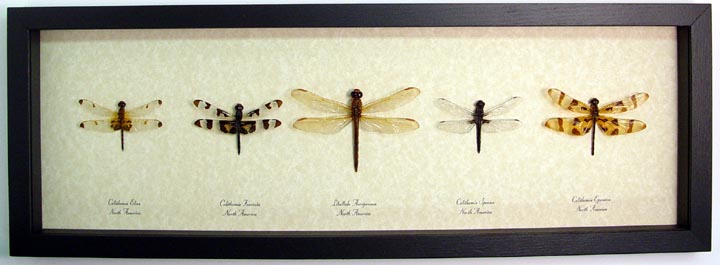 dragonflycollection | Butterfly-Displays Framed Butterfly & Insect Displays