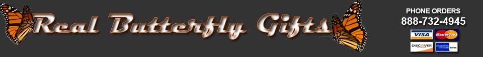 butterfly-logo-email | Butterfly-Displays Framed Butterfly & Insect ...