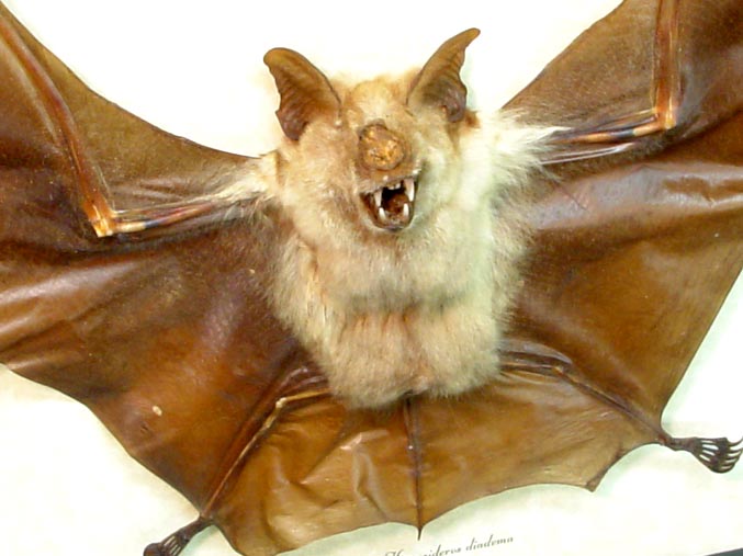 Real Framed Bat Hipposideros Diadem Huge Vampire Bat Massive Wingspan ...