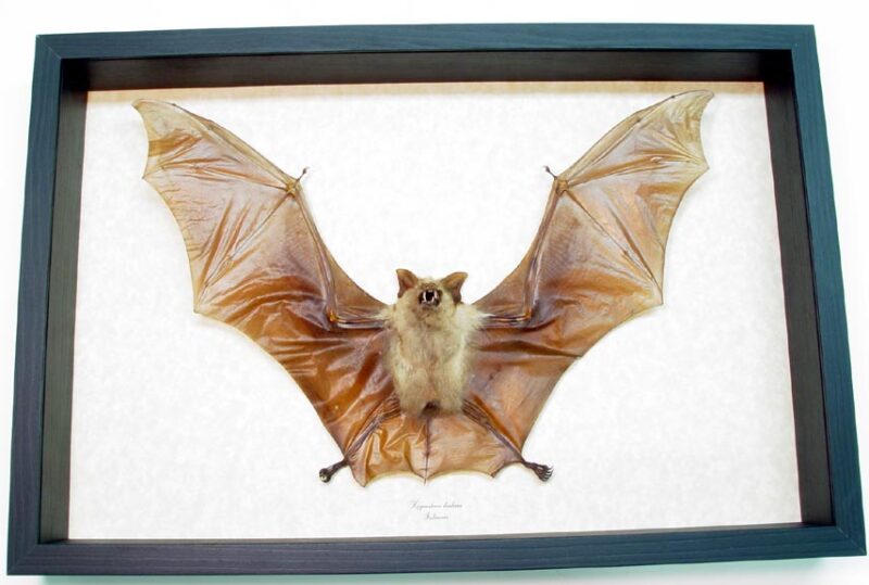 Real Framed Bat Hipposideros Diadem Huge Vampire Bat Massive Wingspan ...