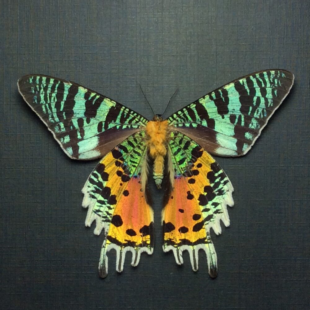 Chrysiridia rhipheus, Victorian Mount, Sunset Moth, real, framed ...