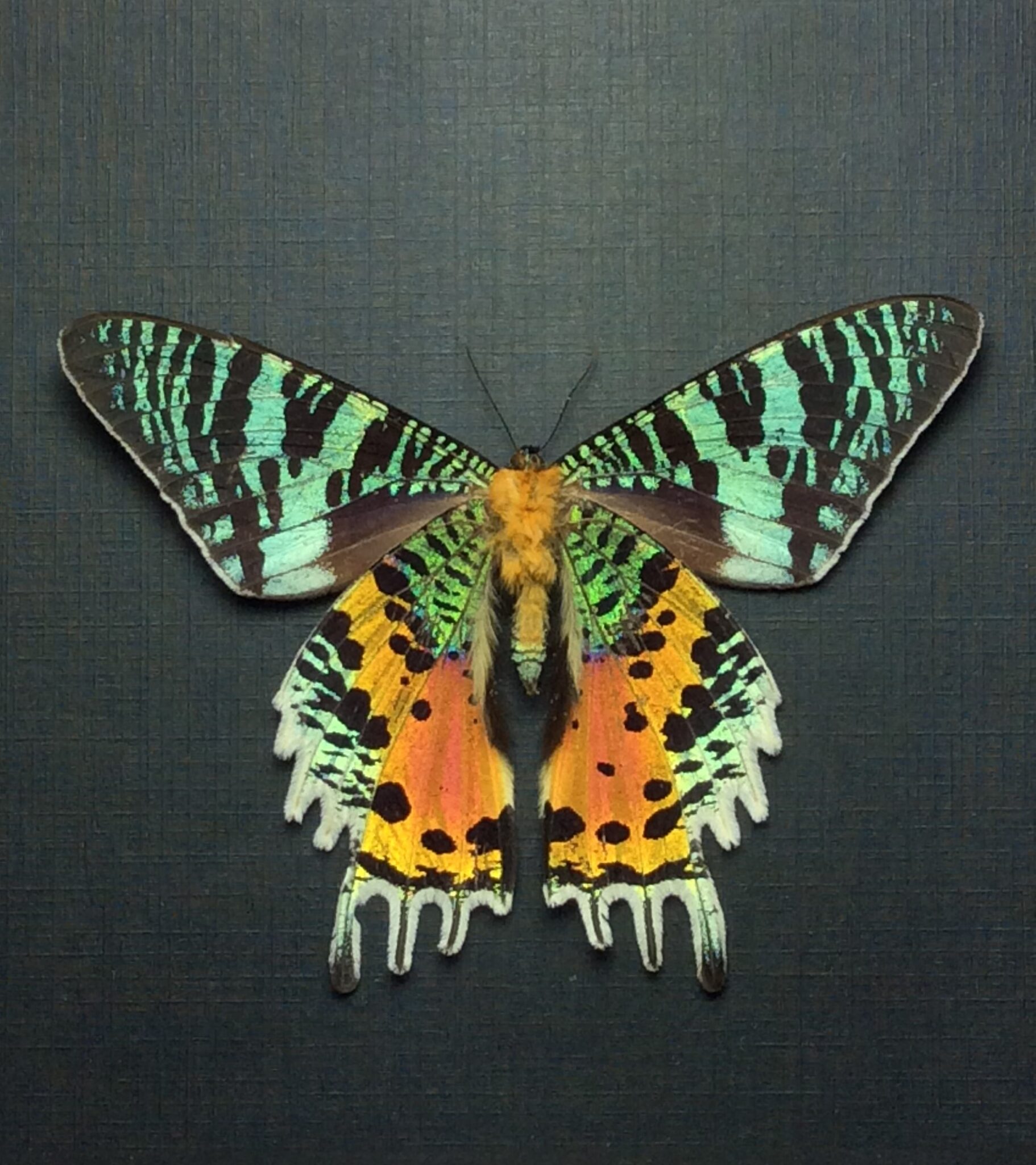 Chrysiridia rhipheus, Victorian Mount, Sunset Moth, real, framed ...