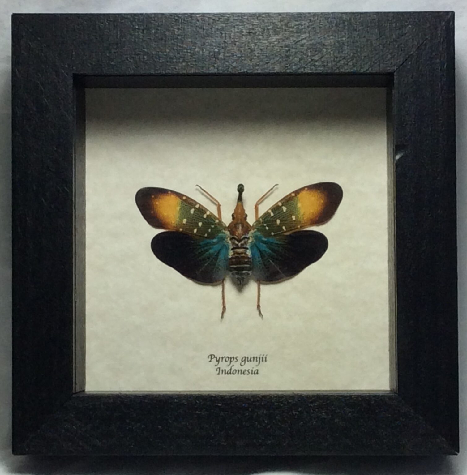 Pyrops gunjii lanternflyButterfly-Displays Framed Butterfly & Insect ...