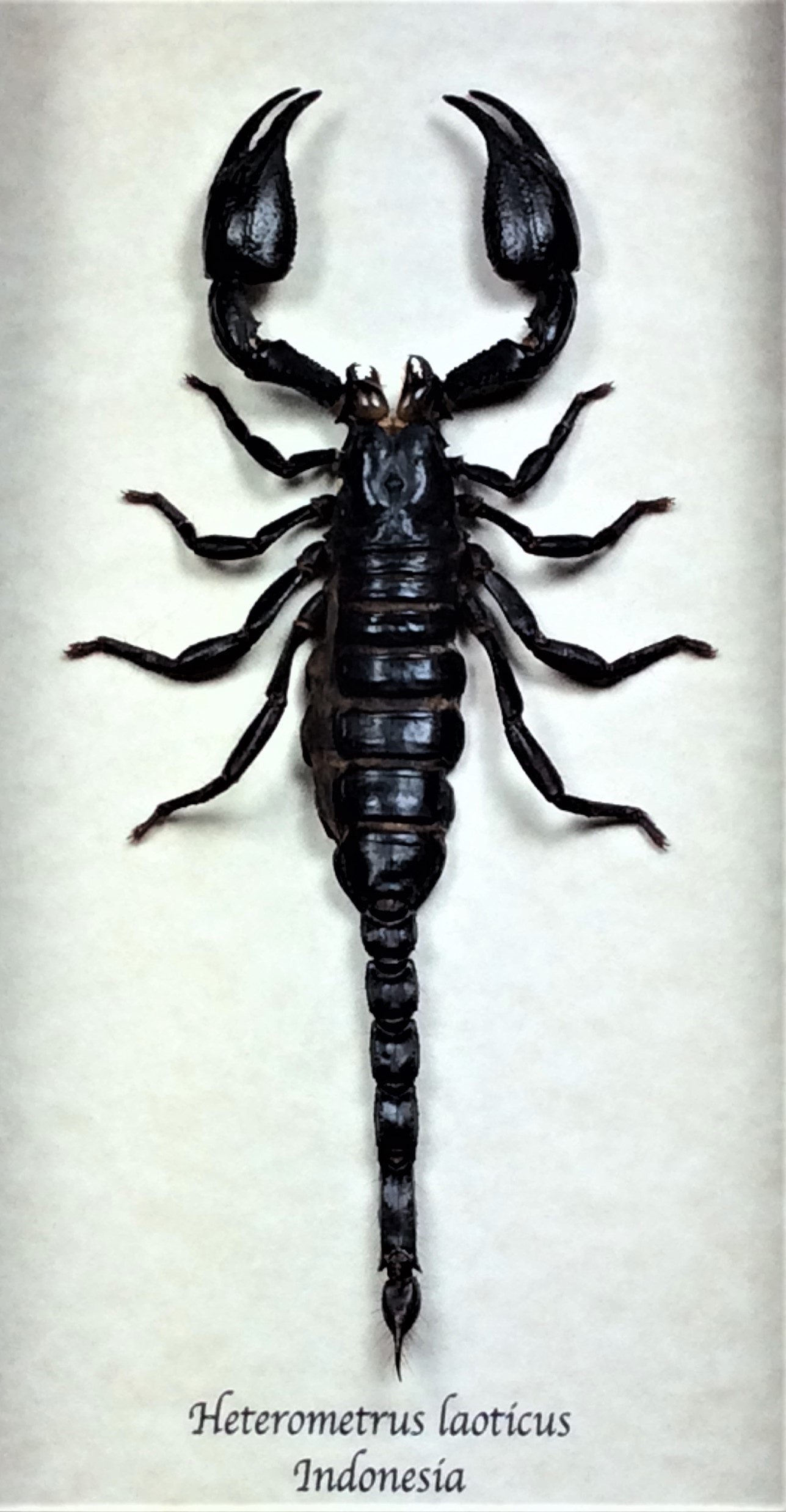 Heterometrus laoticus, Large, scorpion, Indonesia, real, framed, Giant ...