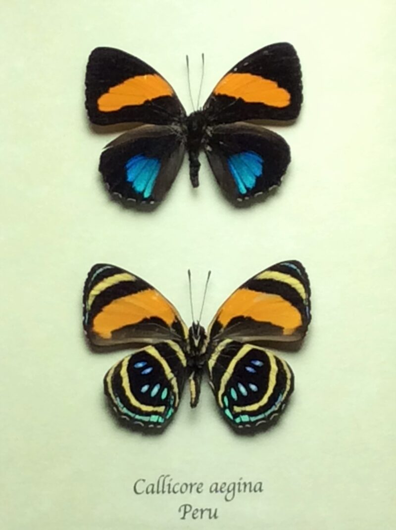 Callicore Aegina Pair | Butterfly-Displays Framed Butterfly & Insect ...