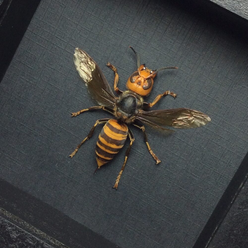 Dorysthenes walkeri, wings open, longhorn beetle, Thailand, Walrus Tusk ...