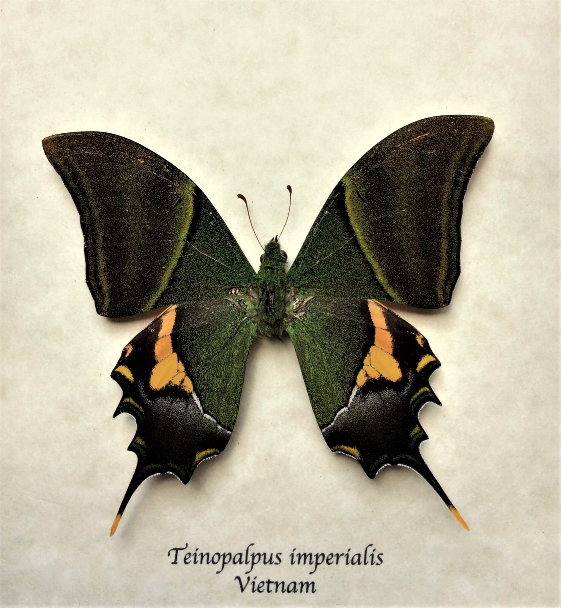 Teinopalpus imperialis, rare, real, framed, butterfly, Vietnam, green ...