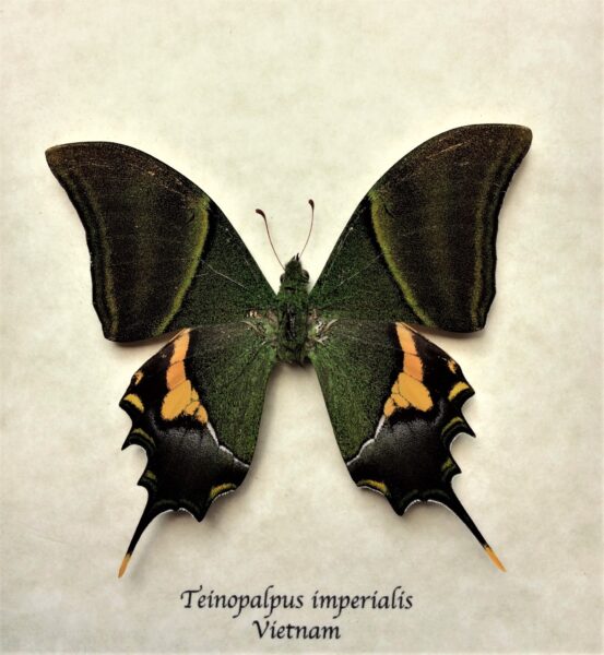 Teinopalpus imperialis, rare, real, framed, butterfly, Vietnam, green ...