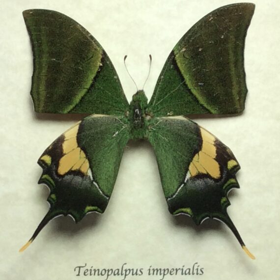 Arcas Imperialis metallic Green Tailed Butterfly | Butterfly-Displays ...