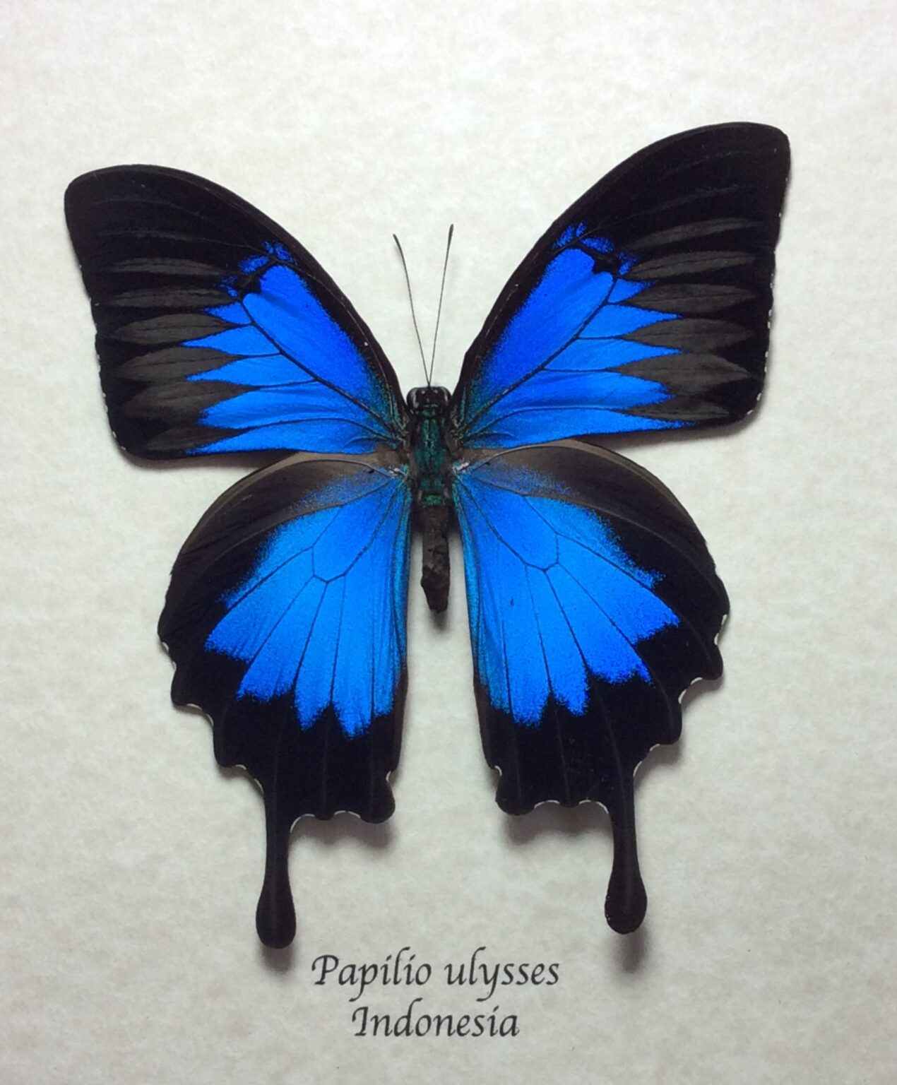 XL Papilio Ulysses, Blue Mountain Swallowtail, Indonesia, Real, Framed ...