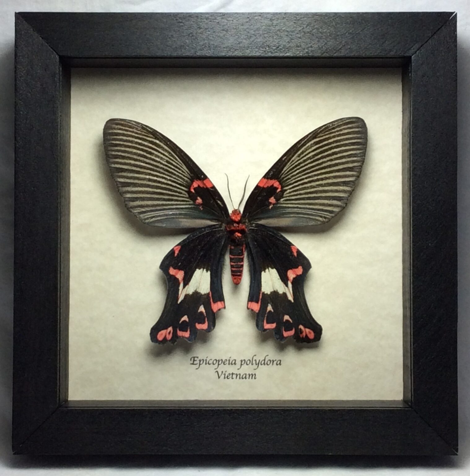 Arcas Imperialis metallic Green Tailed Butterfly | Butterfly-Displays ...