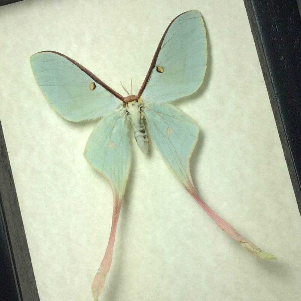 Actias dubernardi, Female, Chinese Moon Moth, real, framed, moon, moth ...