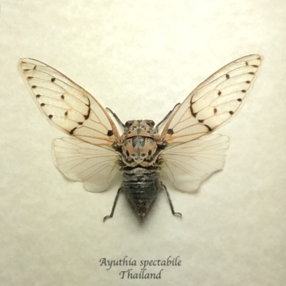 Ayuthia Spectabilis - White Ghost Cicada | Butterfly-Displays Framed ...