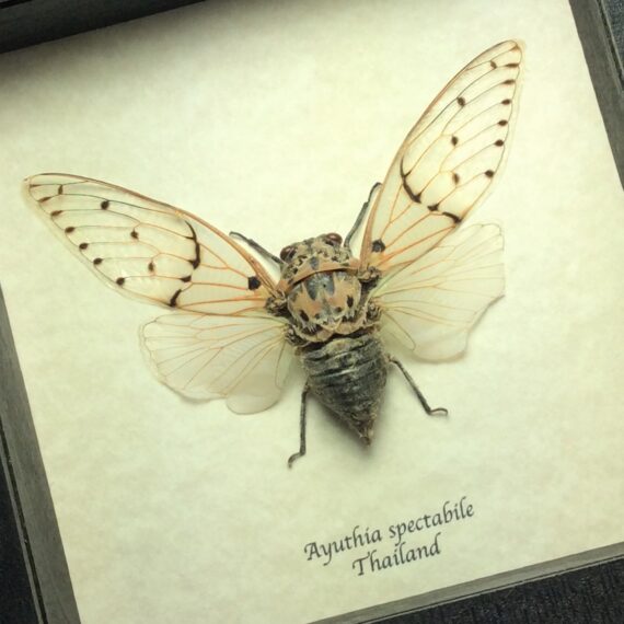 Ayuthia Spectabilis - White Ghost Cicada | Butterfly-Displays Framed ...