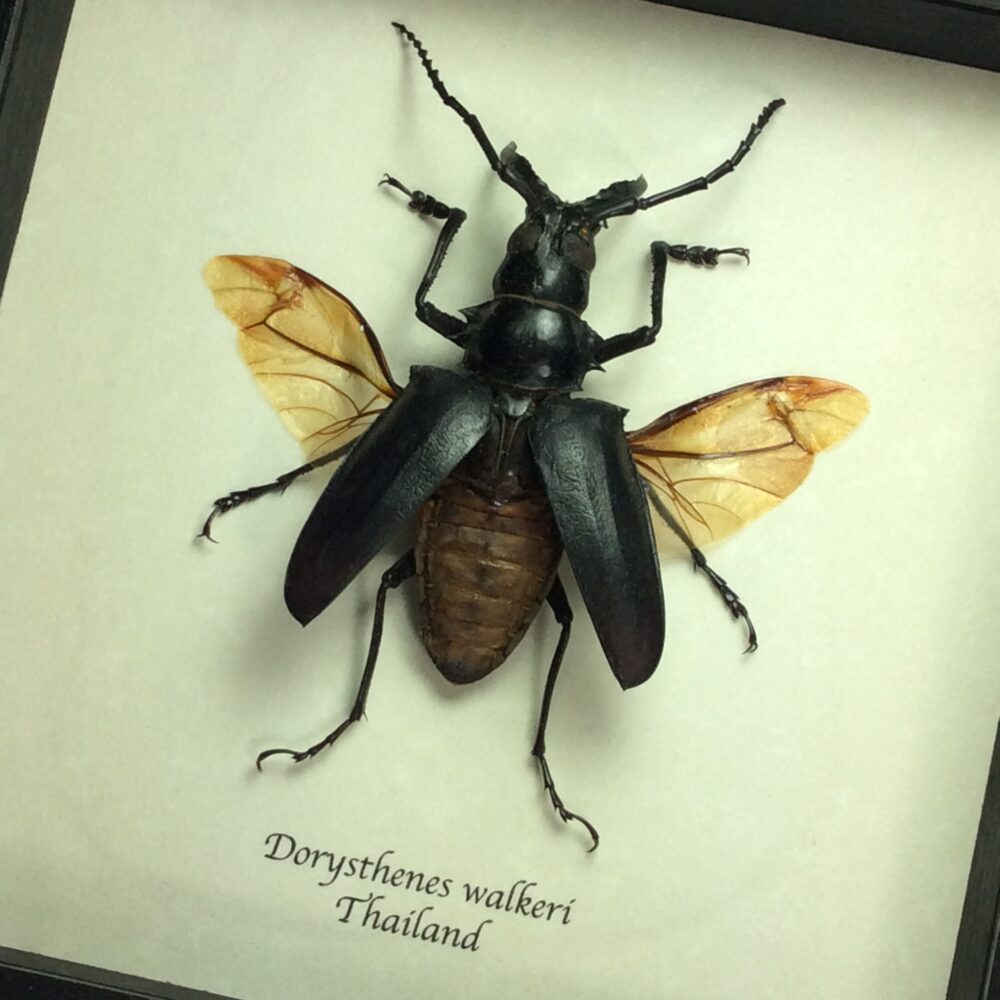 Dorysthenes walkeri, wings open, longhorn beetle, Thailand, Walrus Tusk ...