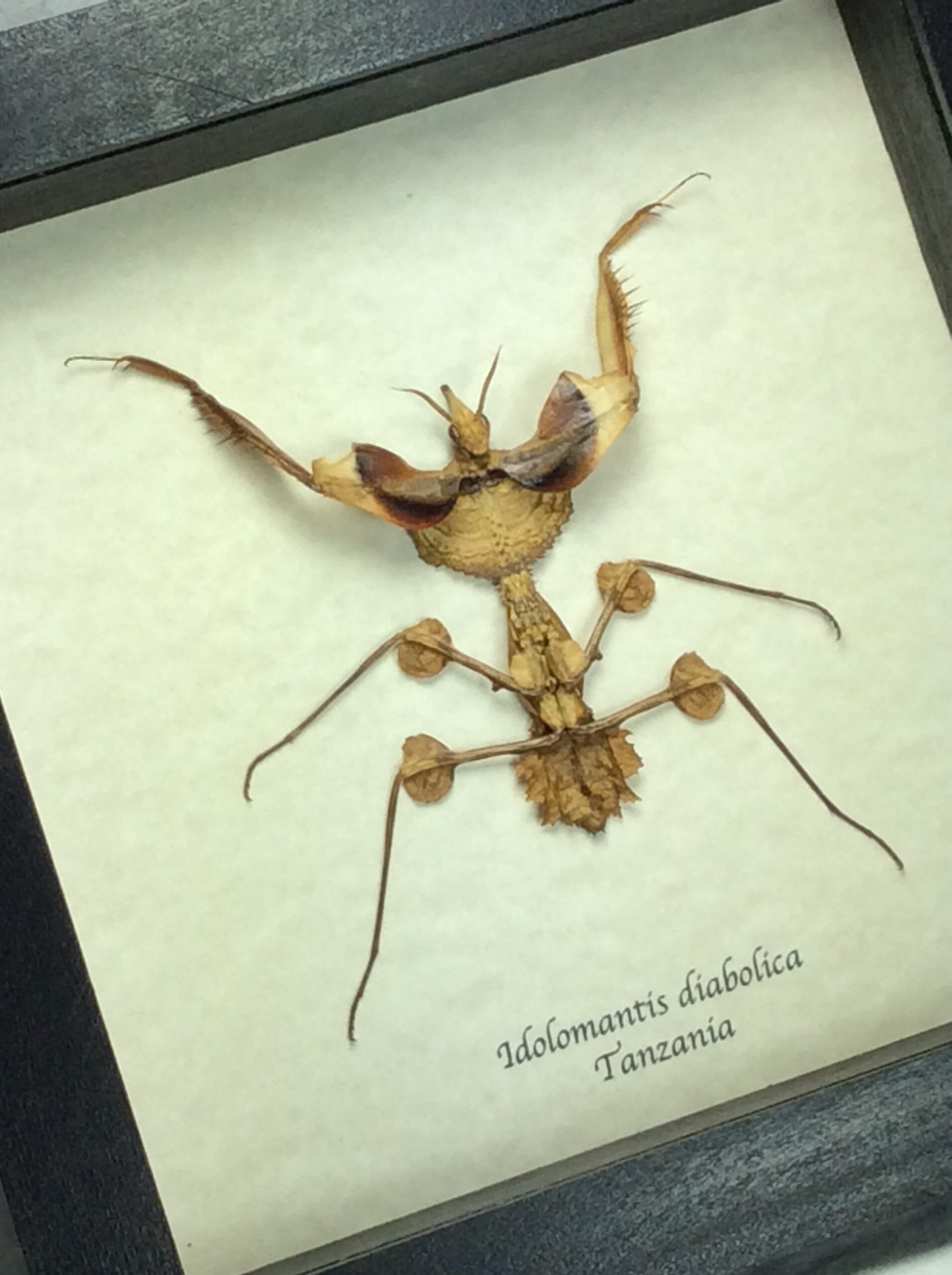 Idolomanis diabolica, devil's flower mantis, giant devil's flower ...