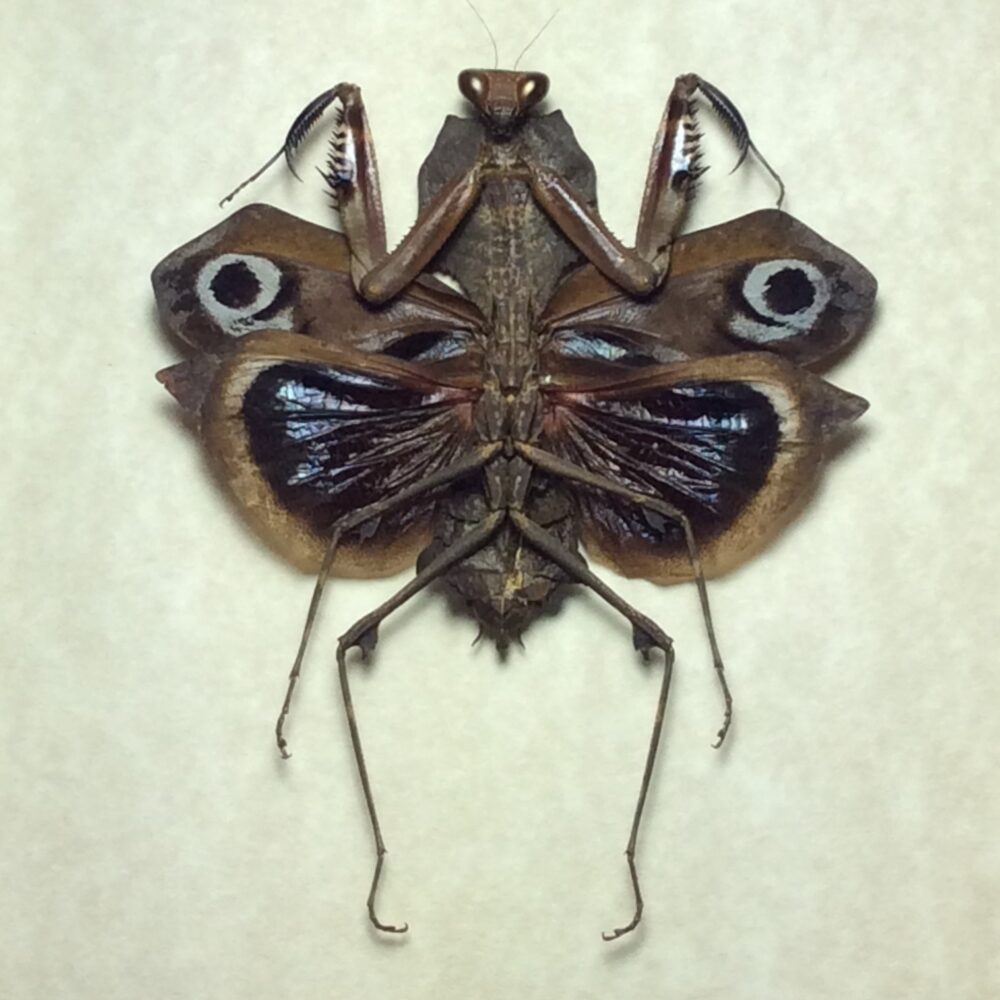 Deroplatys desiccate, female, Giant Dead Leaf Mantis, Indonesia ...