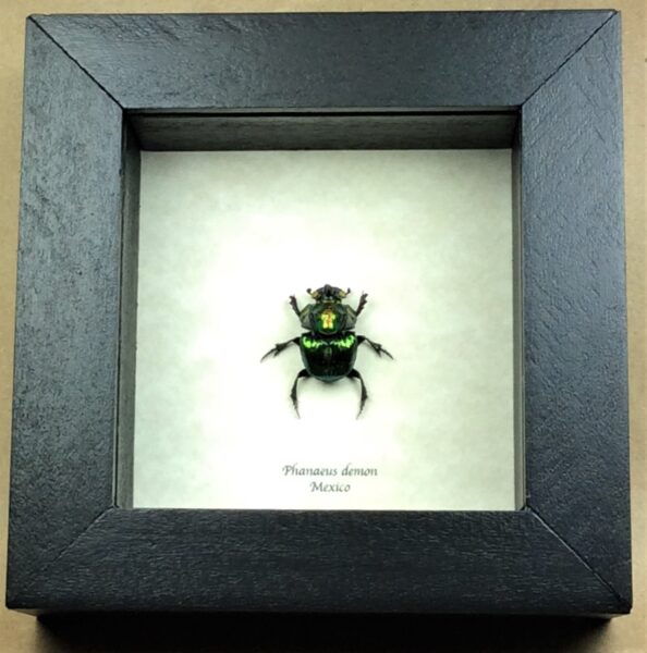 Phanaeus demon, The Demon Scarab, Mexico, Rare, real, framed, farmed ...