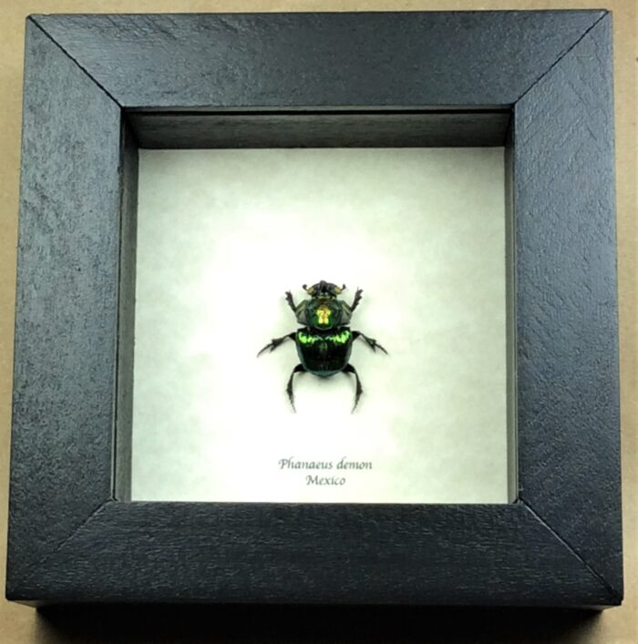 Phanaeus demon, The Demon Scarab, Mexico, Rare, real, framed, farmed ...