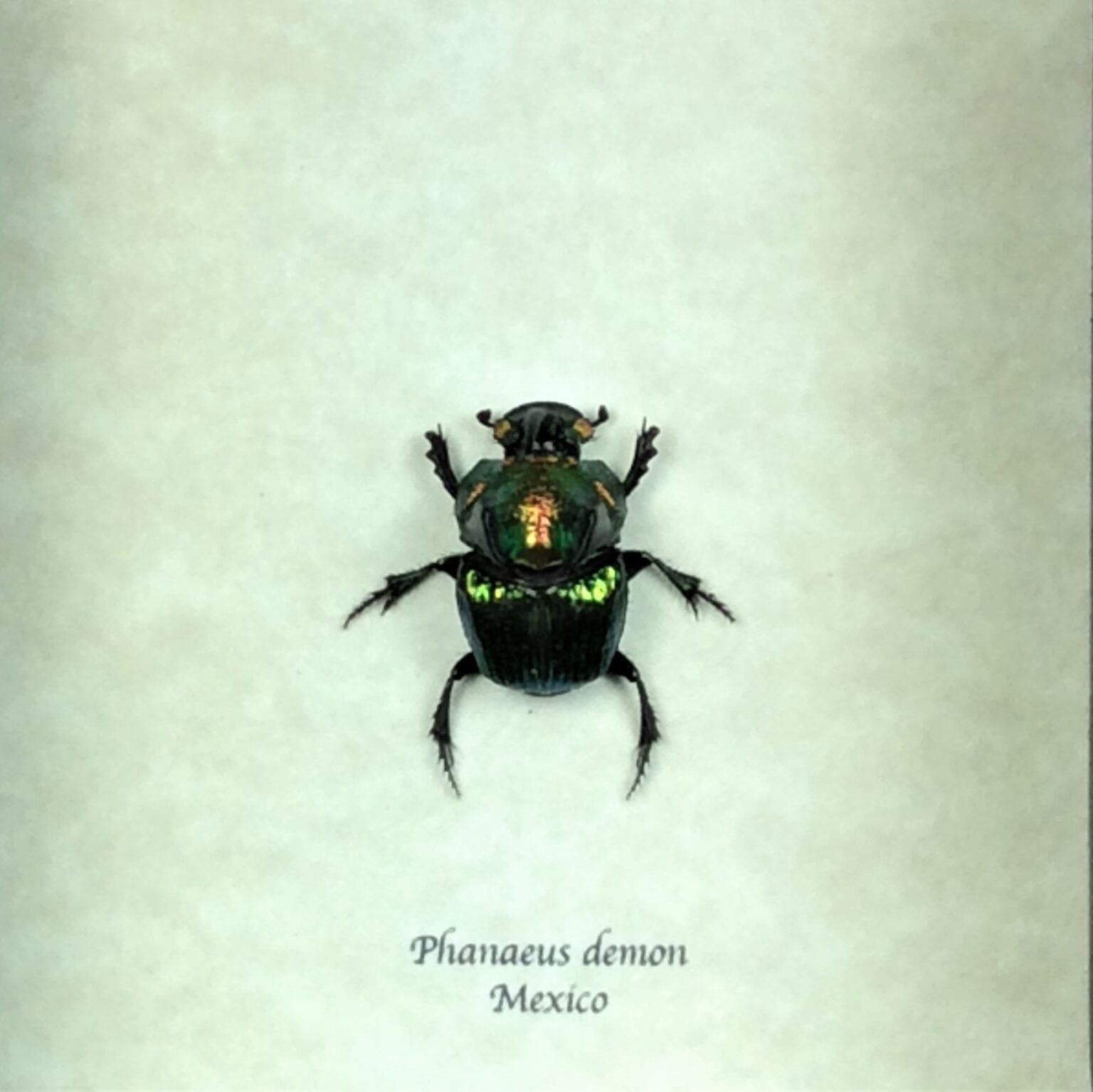 Phanaeus demon, The Demon Scarab, Mexico, Rare, real, framed, farmed ...