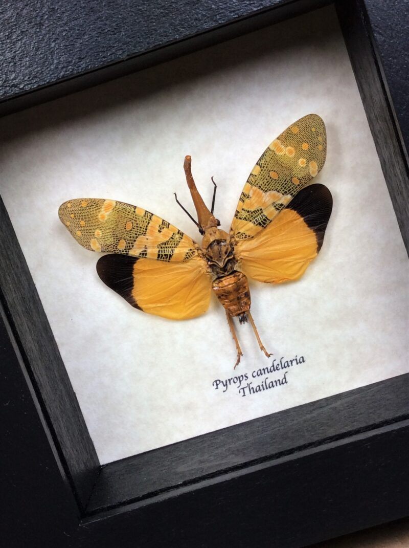 Pyrops candelaria,real, framed, orange, green, lanternfly, farmed ...
