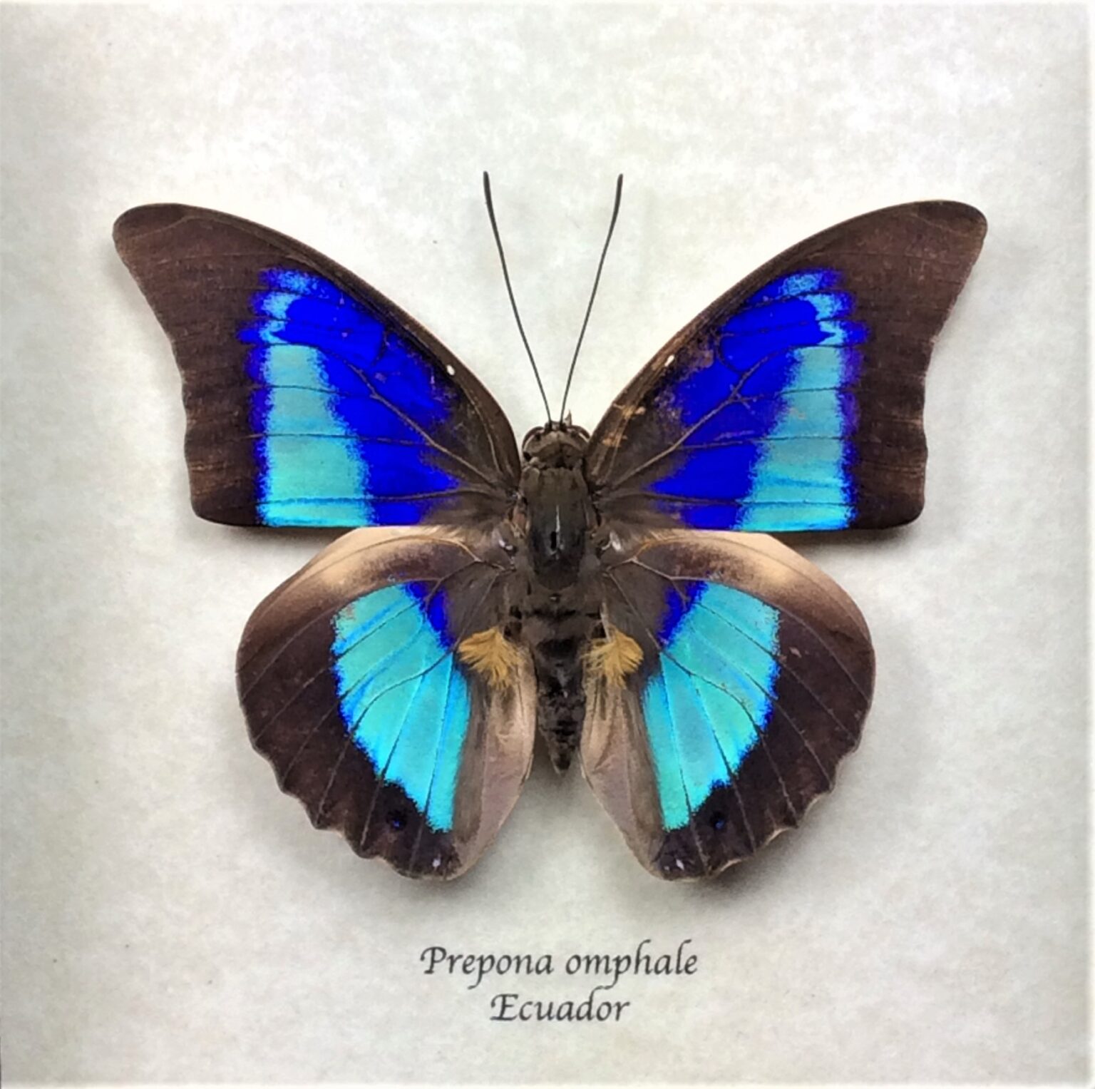 Prepona omphale, The Kingdom of Lydia, Ecuador, Rare, Aqua, Deep Blue ...