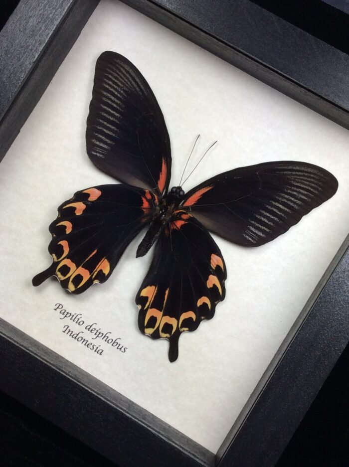 Papilio deiphobus, Giant Swallowtail, Indonesia, large, black, yellow ...