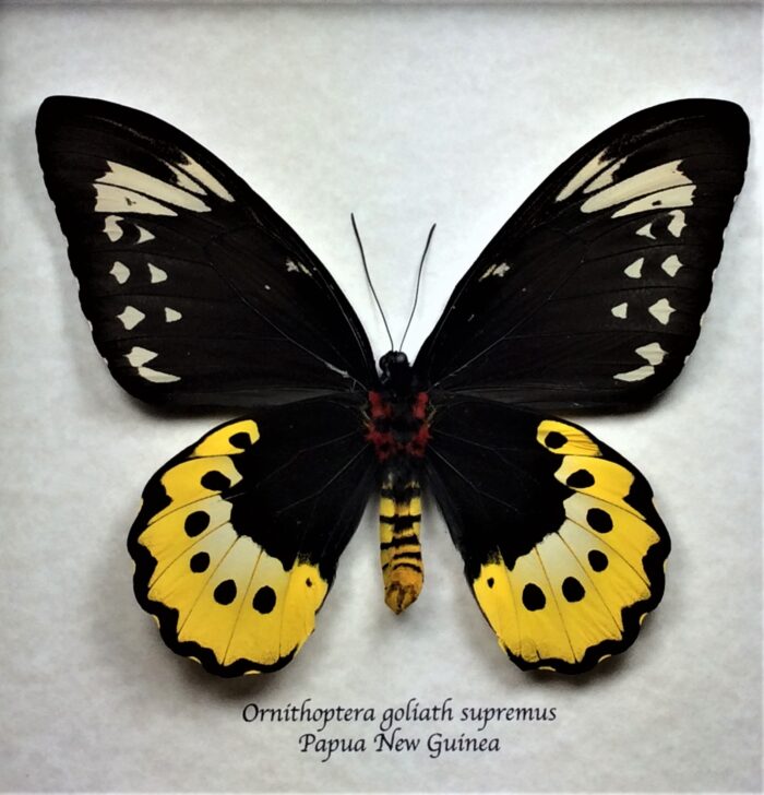 Ornithoptera goliath supremus, female, Goliath birdwing, rare, Papua ...