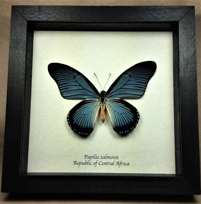 Papilio Zalmoxis, Giant Blue Birdwing Swallowtail, Greek God Zalmoxis ...