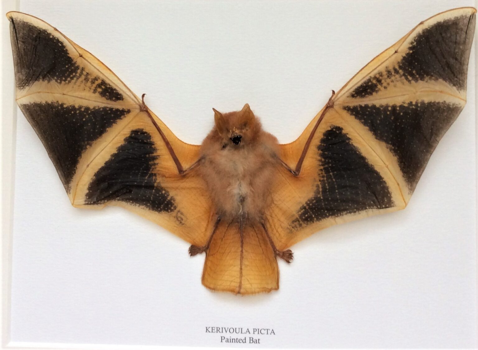 Kerivoula picta, Painted Bat, Painted Woolly Bat, hairy, bright, orange ...