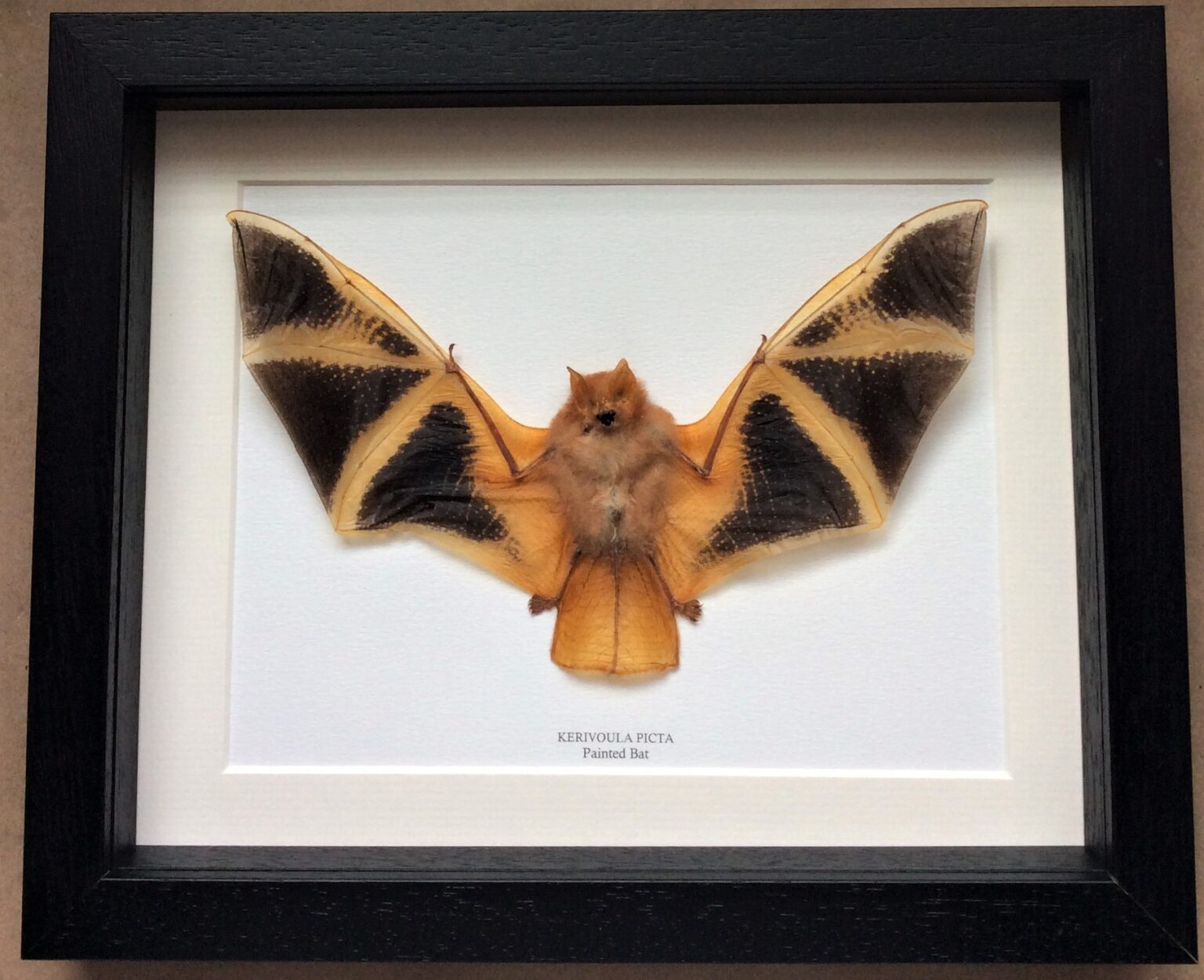 Kerivoula picta, Painted Bat, Painted Woolly Bat, hairy, bright, orange ...