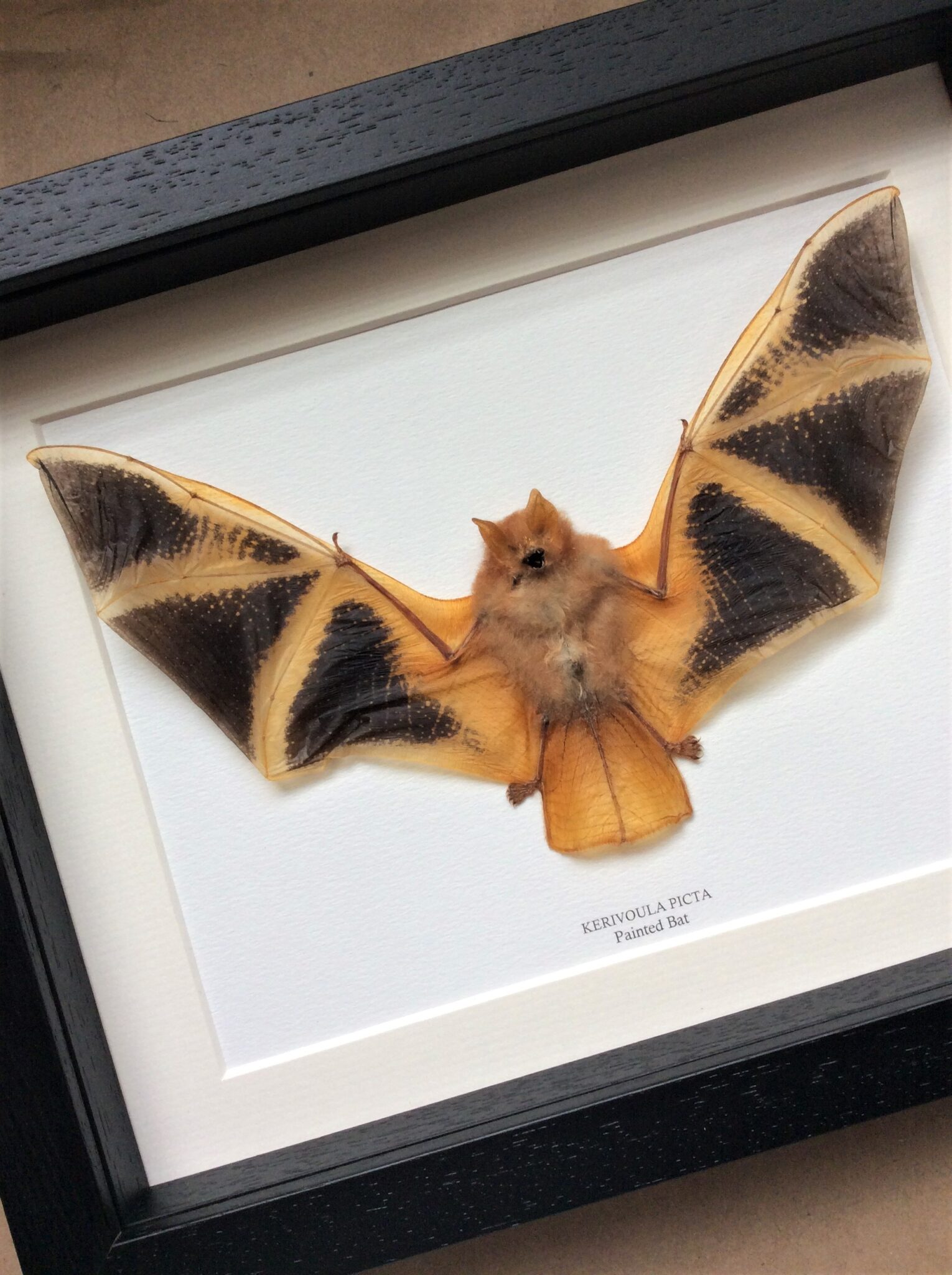 Kerivoula picta, Painted Bat, Painted Woolly Bat, hairy, bright, orange ...