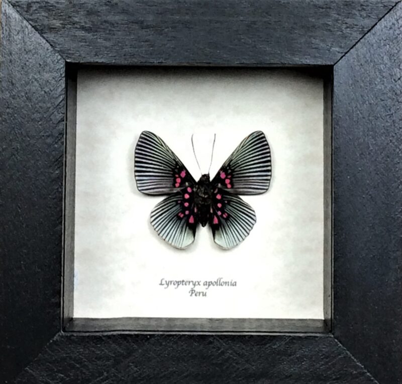 lyropteryx, apollonia, verso, Pink Spotted Metalmark, Peru, real ...