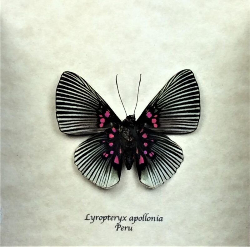 lyropteryx, apollonia, verso, Pink Spotted Metalmark, Peru, real ...