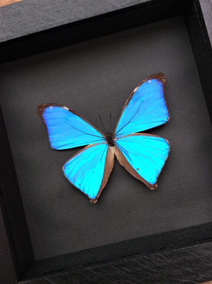 Morpho, aega, The Aega Morpho, Brazil, Rare, real, framed, butterfly, blue, morpho, wedding gift ...