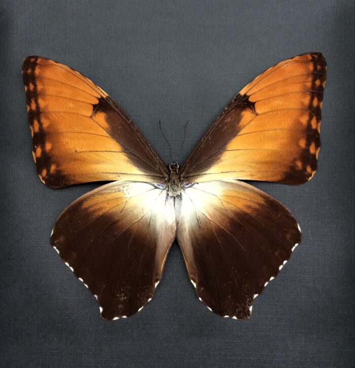 Morpho, Hecuba, obidonus, Large, Sunset Morpho, Brazil, Rare, real ...