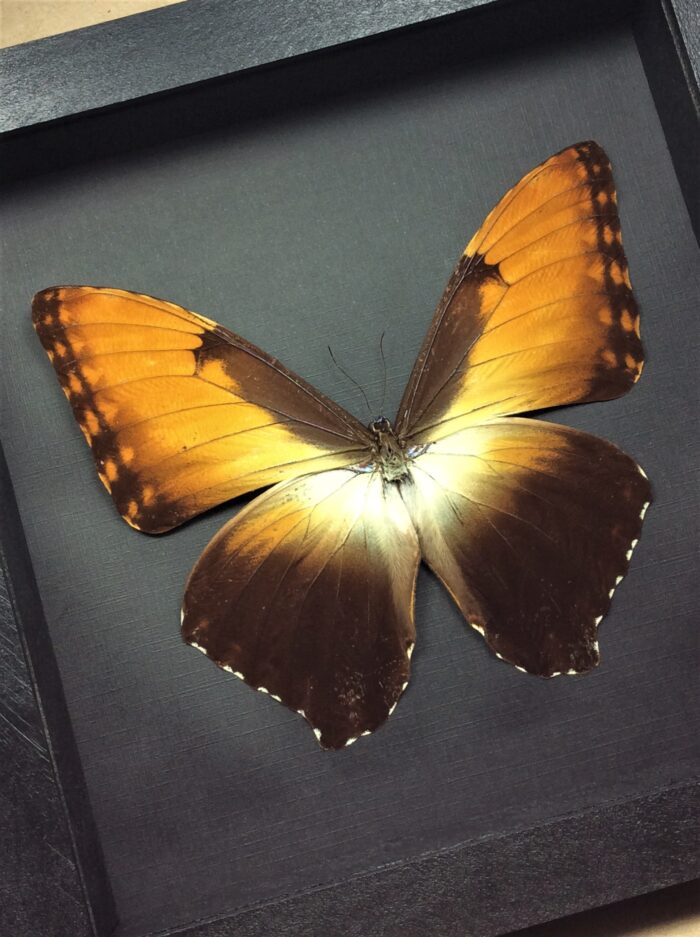 Morpho, Hecuba, obidonus, Large, Sunset Morpho, Brazil, Rare, real ...